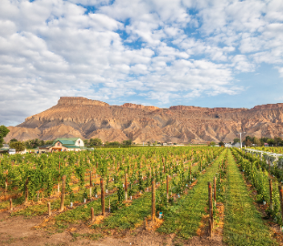 Carboy Winery - Vail Wine Classic